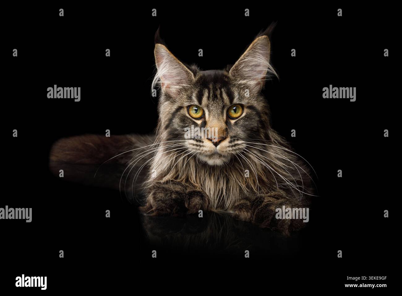 Maine Coon Cat with Huge polydactyl paws Lying on Isolated Black ...