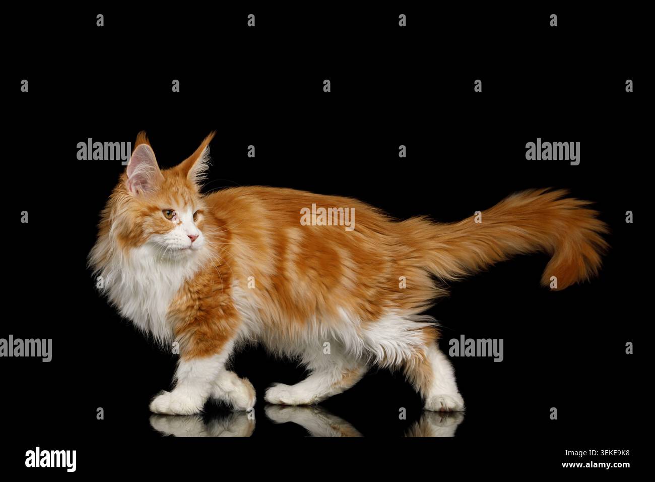 Playful Ginger Maine Coon Cat, Walking with up tail, Isolated Black ...