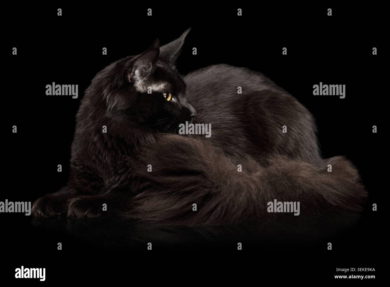 Huge Maine Coon Cat Lying and turn back on Isolated Black Background ...