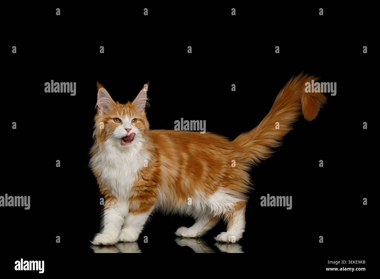 Playful Ginger Maine Coon Cat, Walking with up tail and Lick, Isolated ...