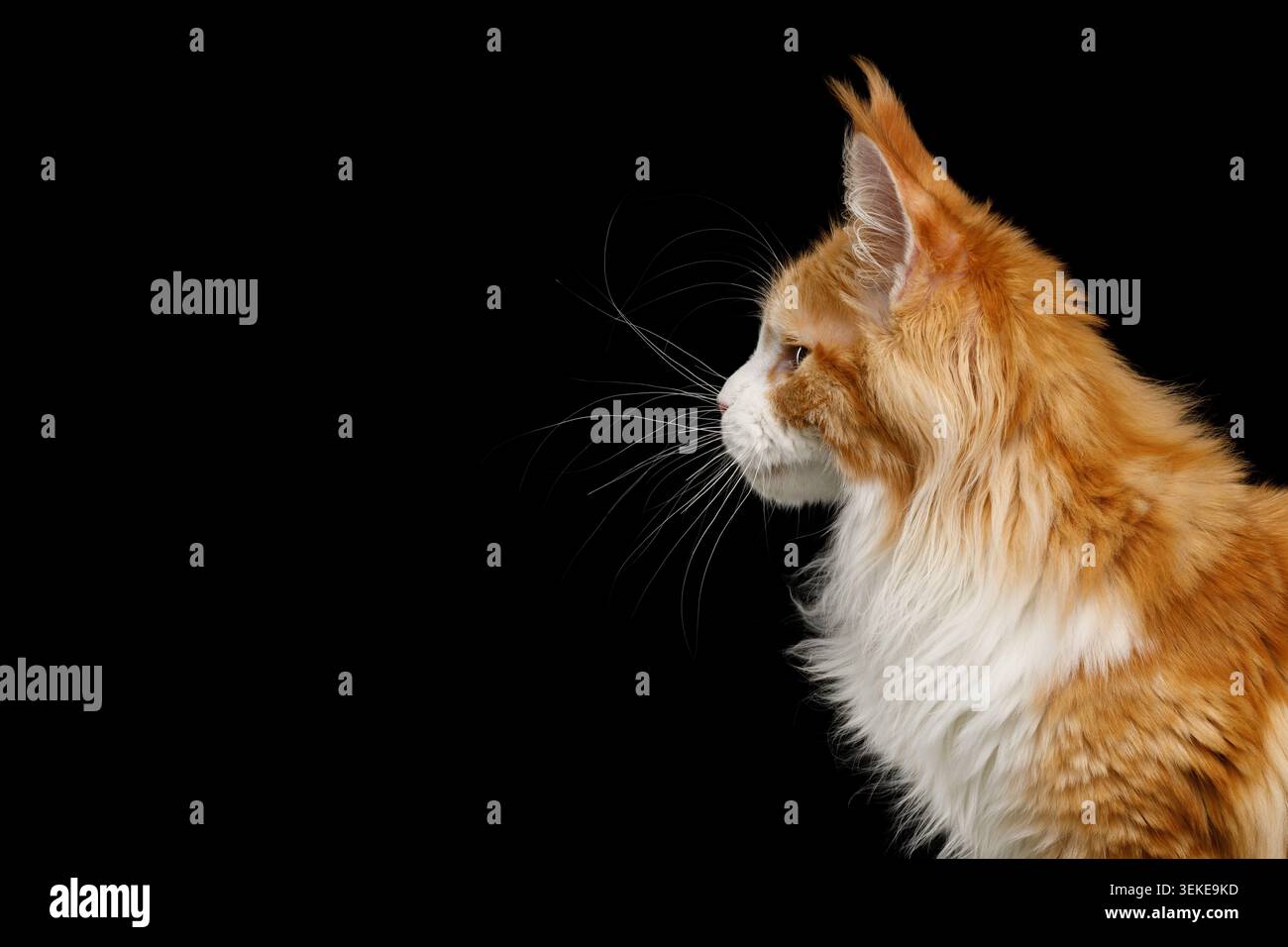 Portrait of Ginger Maine Coon Cat, Isolated Black Background, profile ...