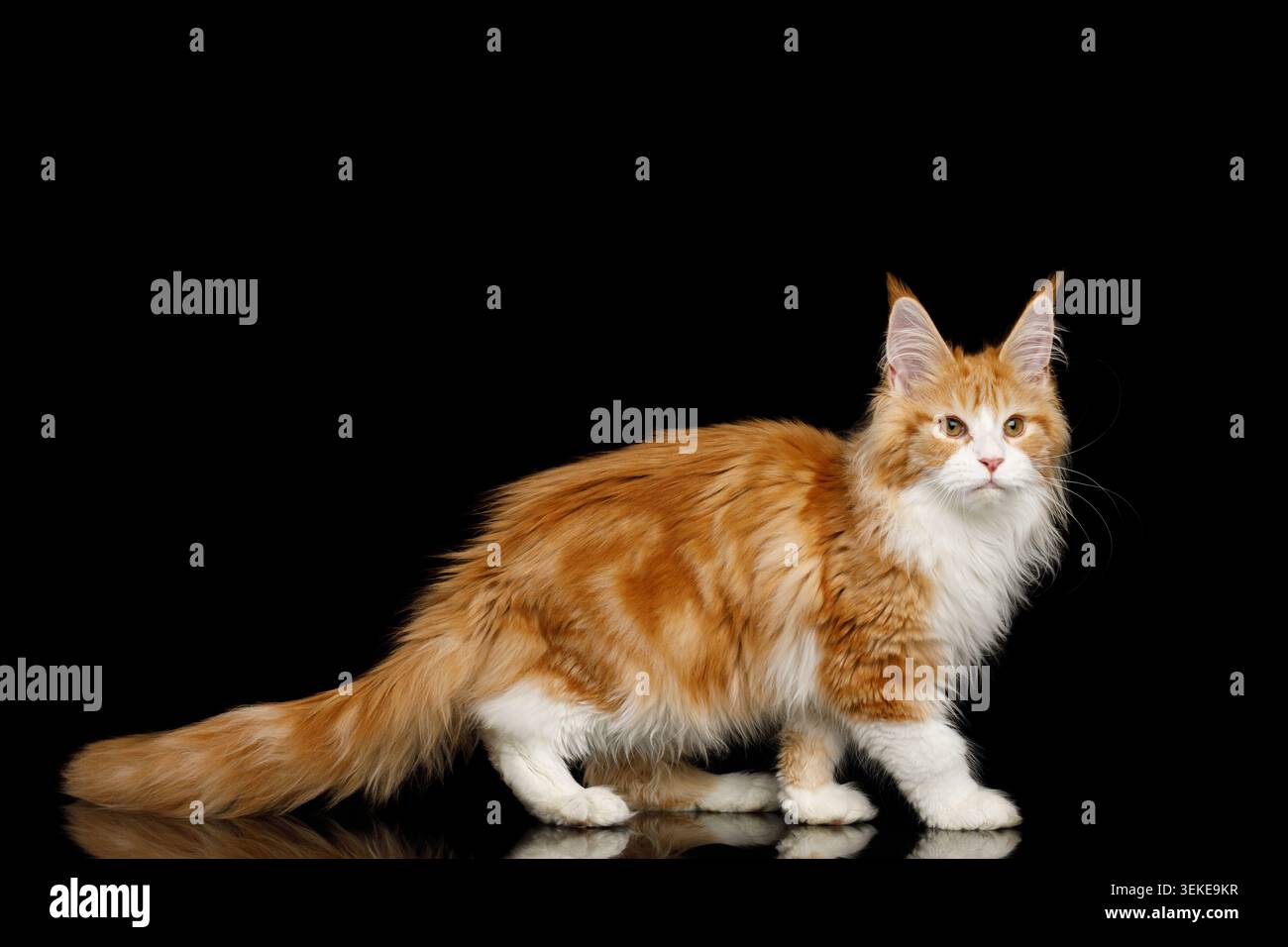 Ginger Maine Coon Cat, Standing in Pose with down tail, Isolated Black ...