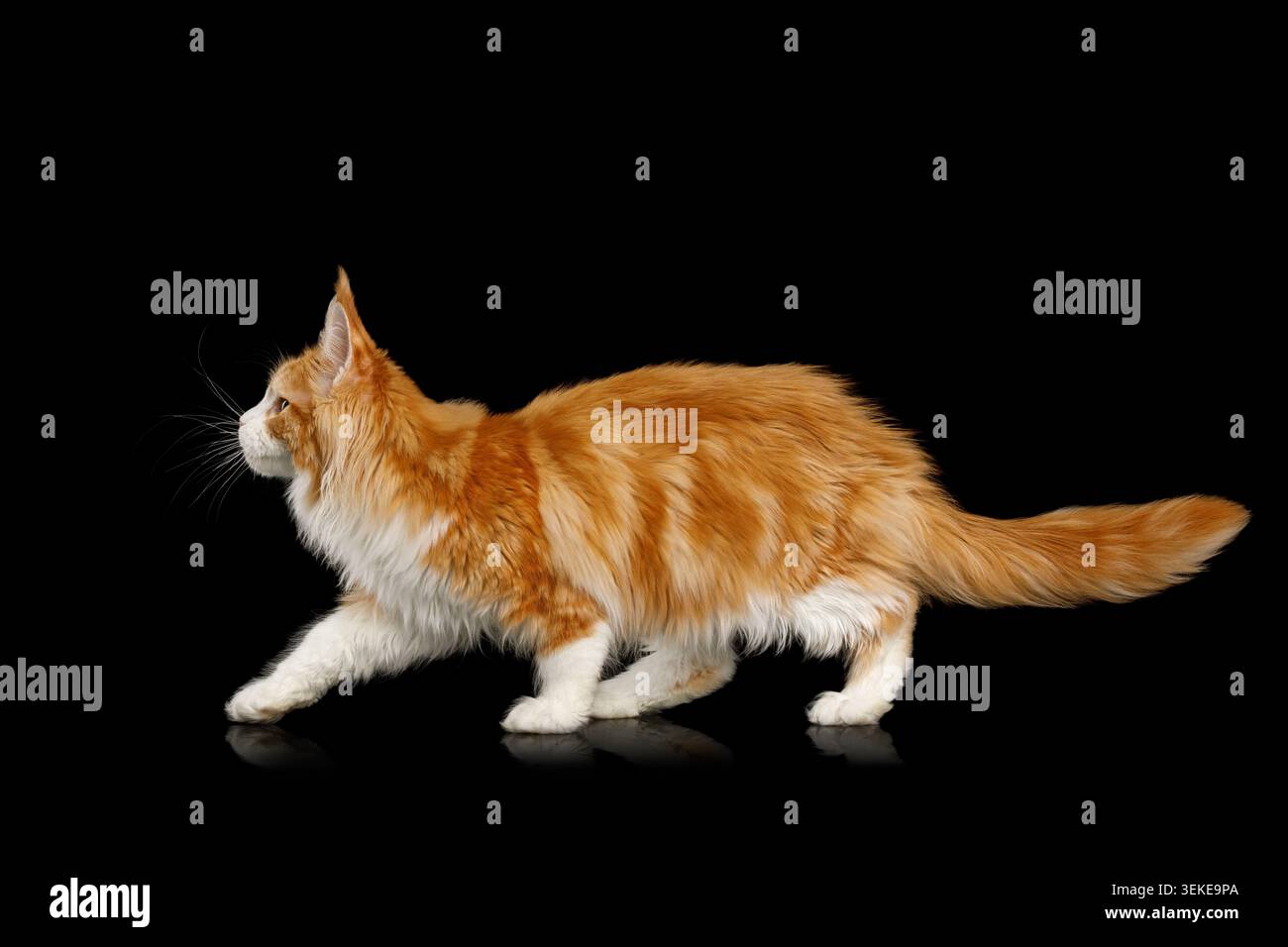 Playful Ginger Maine Coon Cat, Standing and Looking up Isolated Black ...