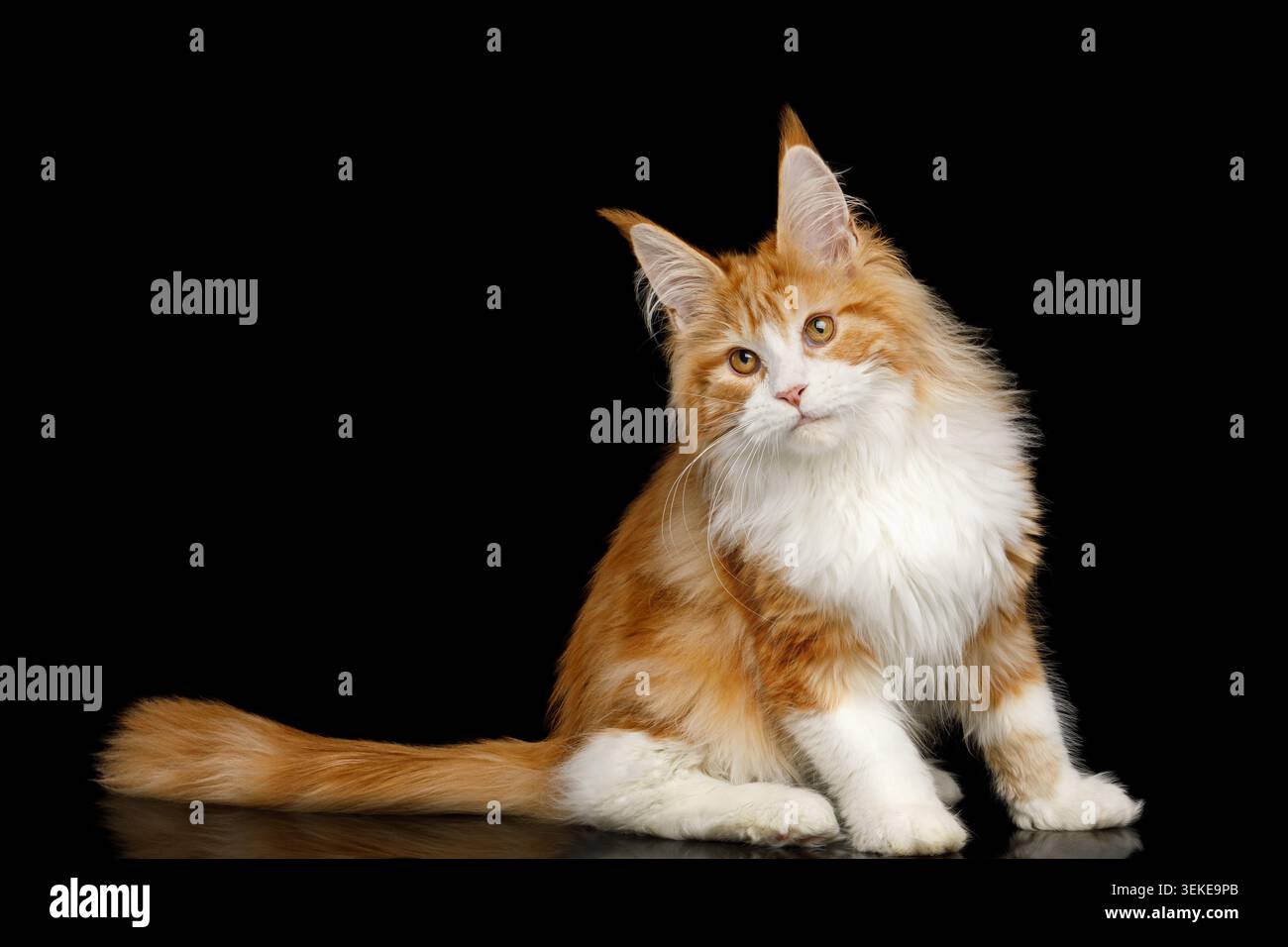 Playful Ginger Maine Coon Cat, Sits and Look Curiously Isolated Black ...