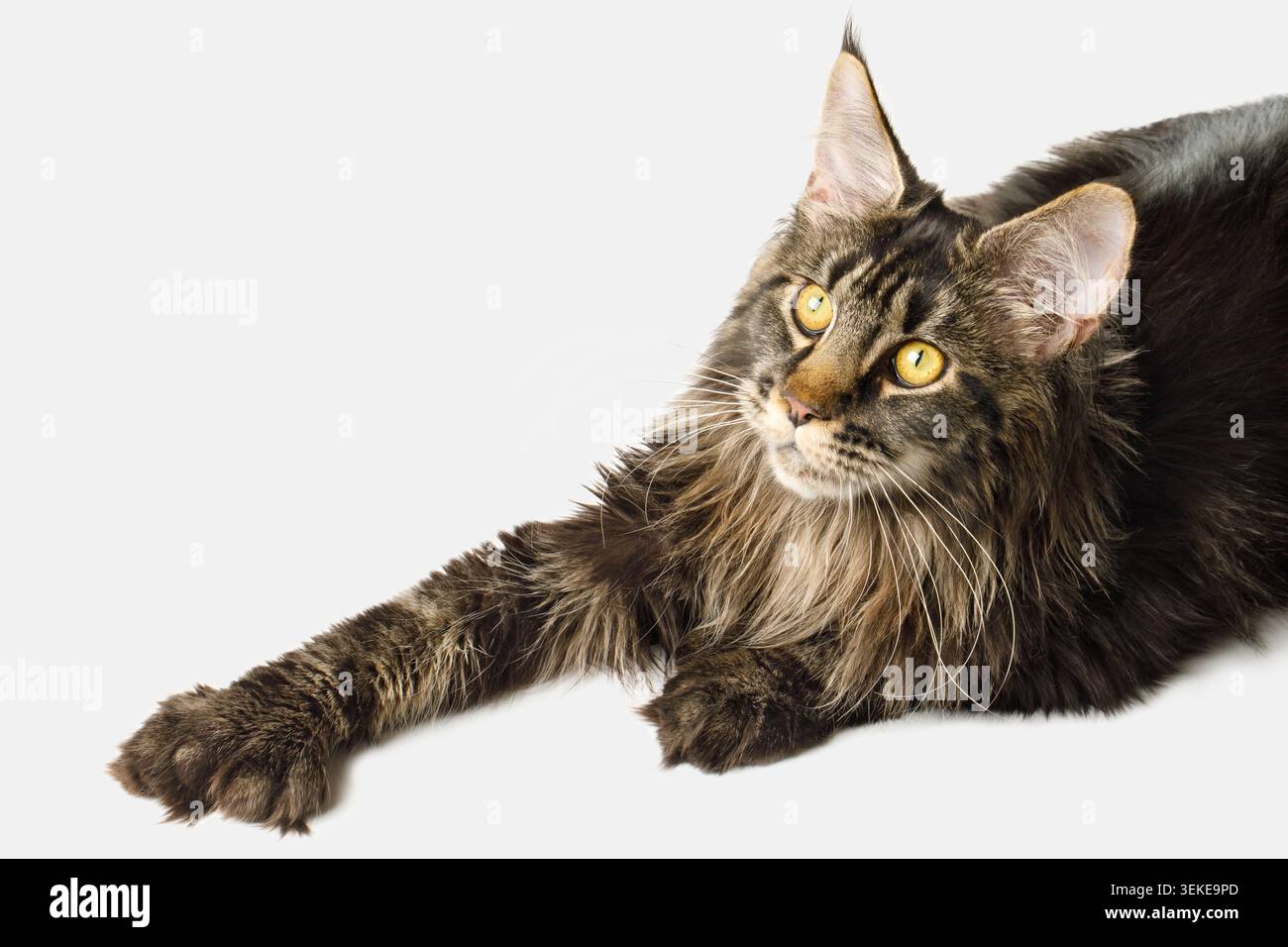 Maine Coon Cat with Huge polydactyl paws Lying on Isilated white ...