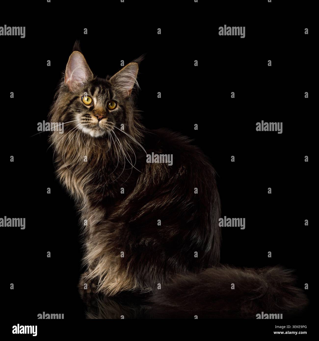 Huge Maine Coon Cat Sits on Isolated Black Background Stock Photo - Alamy