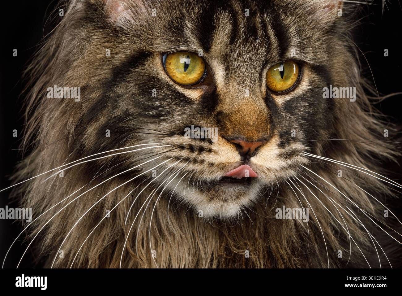 Closeup Portrait of Maine Coon Cat showing tongue, Isolated Black ...