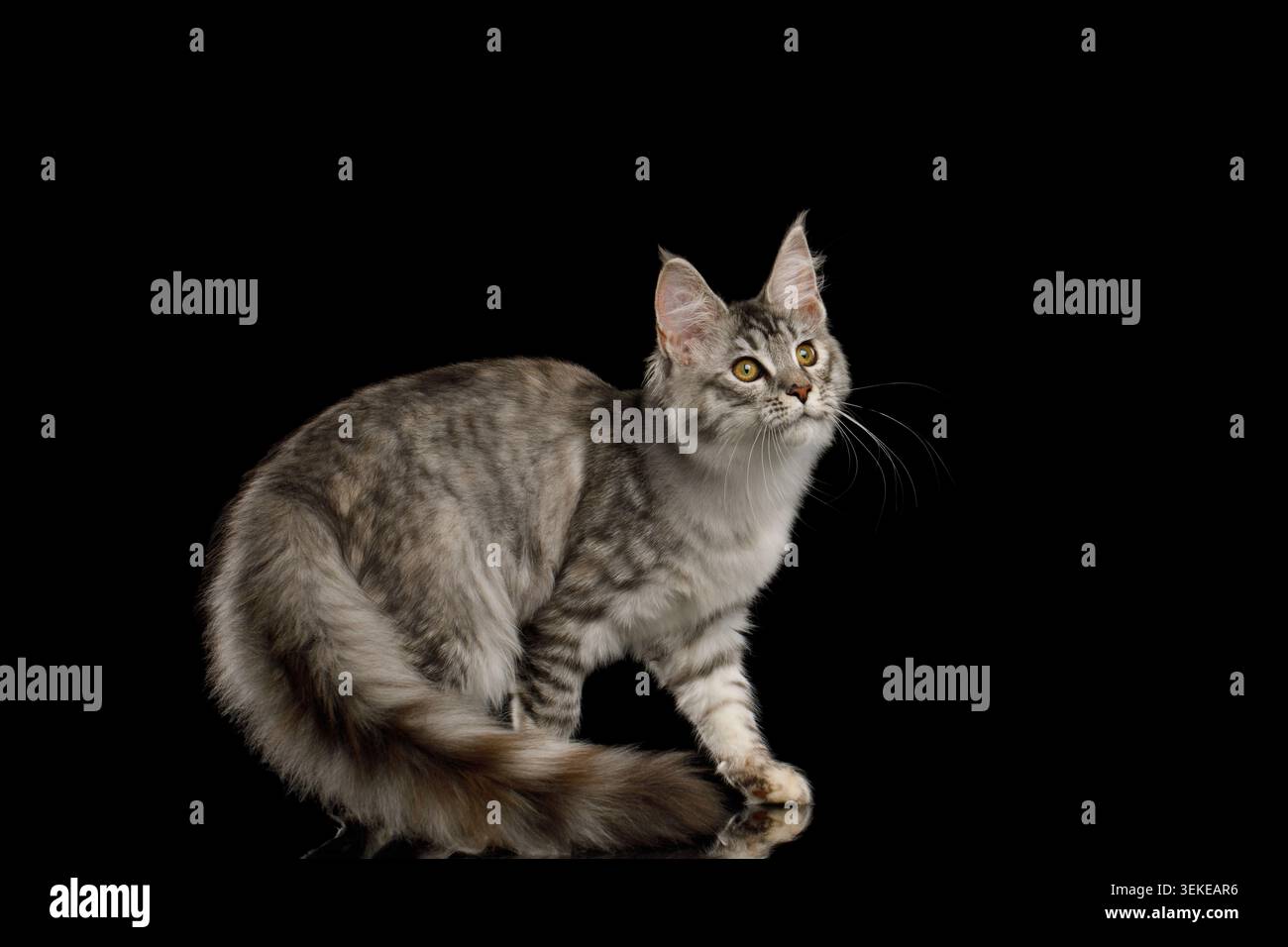 Tabby Maine Coon Cat Crouching with Curious face on Isolated Black ...
