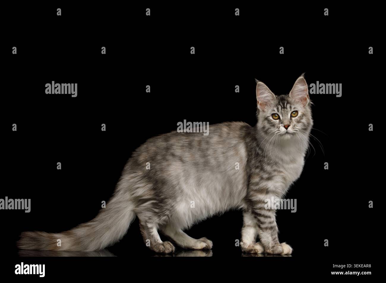 Tabby Maine Coon Cat Standing with happy face on Isolated Black ...