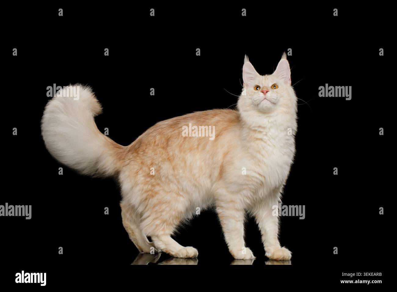 Gorgeous Red Maine Coon Cat Standing and Looking up Isolated on Black ...