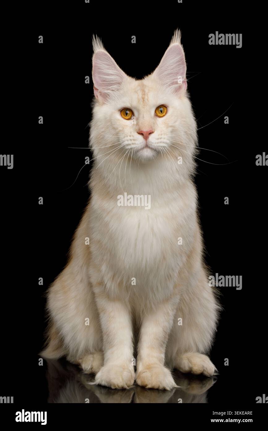 Gorgeous Red Maine Coon Cat Sitting and Looking in Camera Isolated on ...