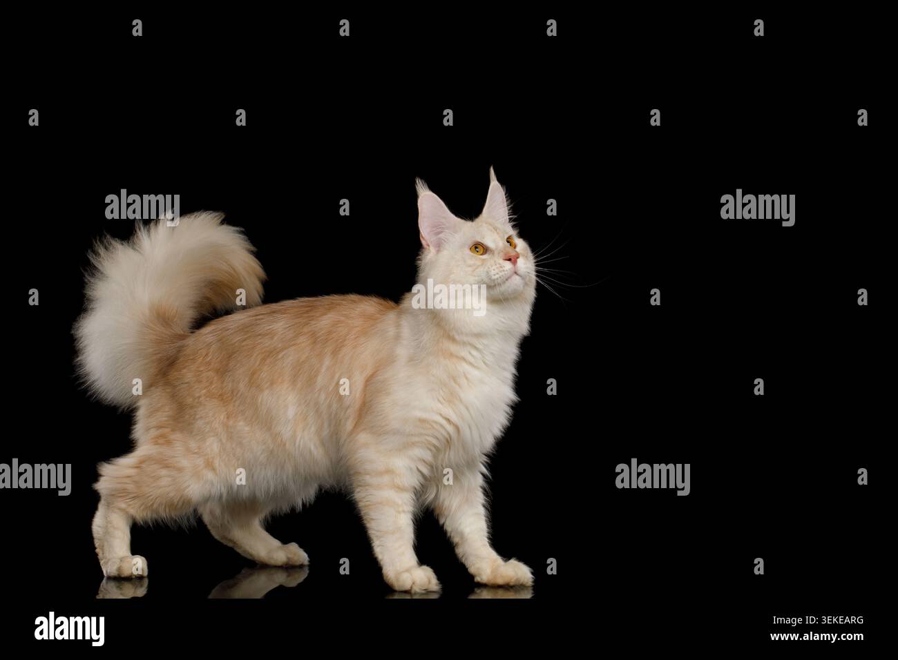 Gorgeous Red Maine Coon Cat Standing and Looking up Isolated on Black ...