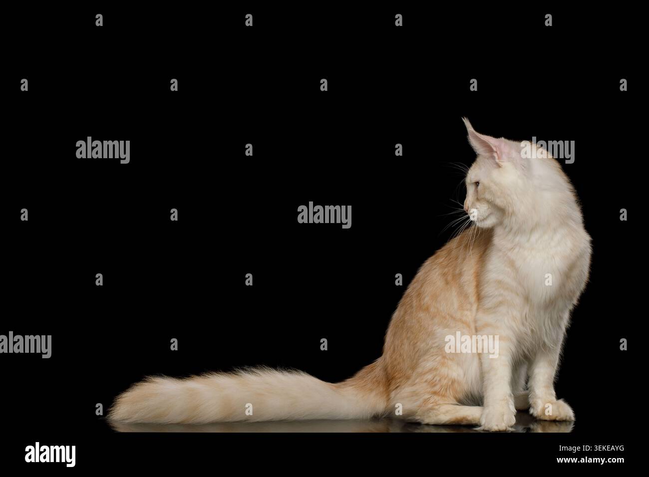 Gorgeous Red Maine Coon Cat Sitting and Looking at Side Camera Isolated ...