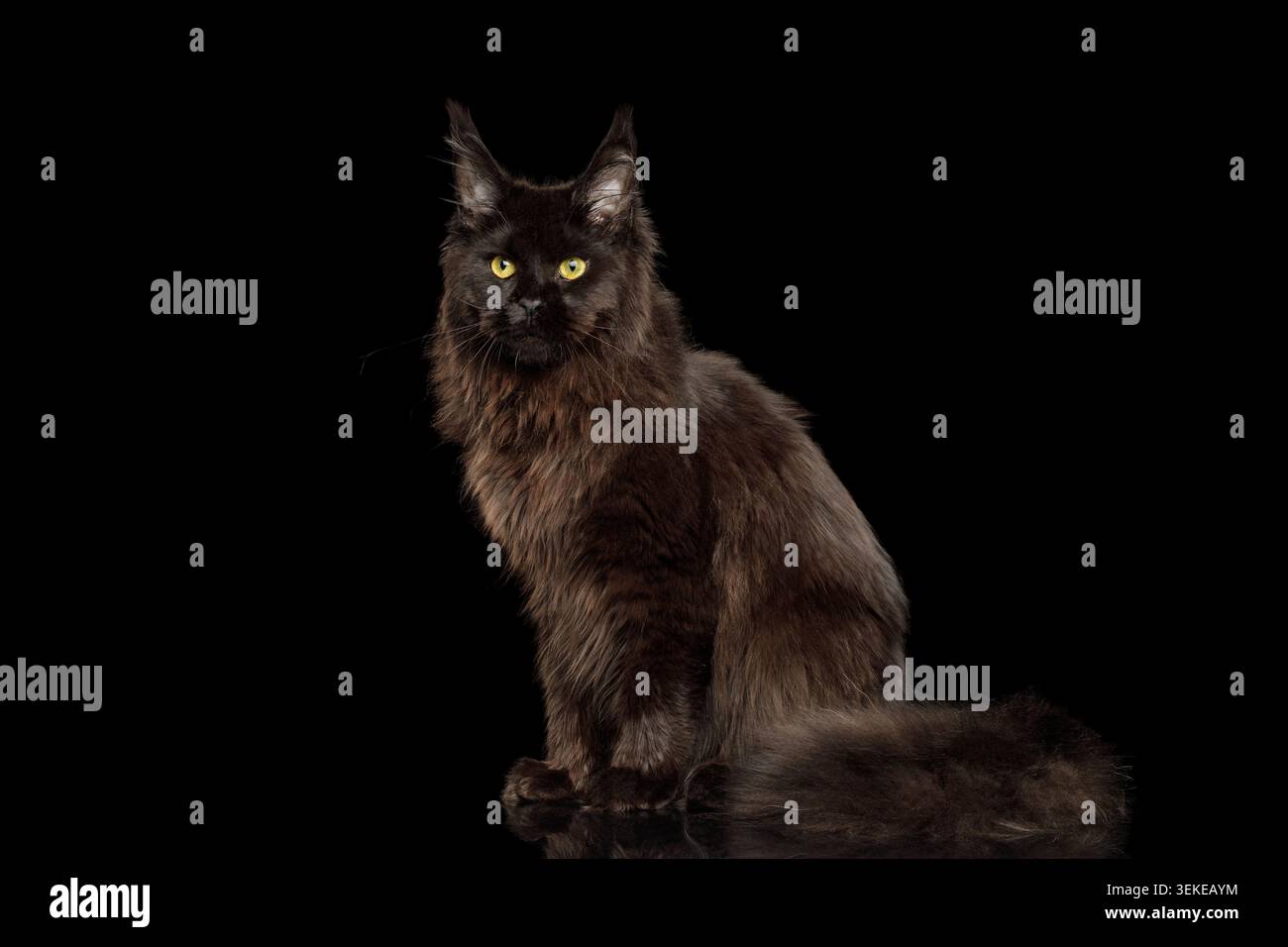 Huge Black Maine Coon Cat sitting on Isolated Black Background Stock ...