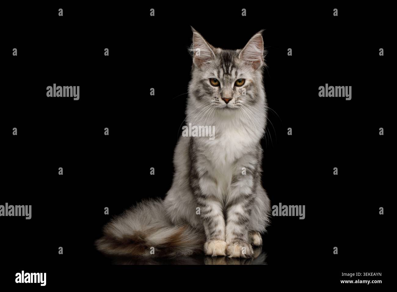 Tabby Maine Coon Cat Sitting and Gazing on Isolated Black Background ...