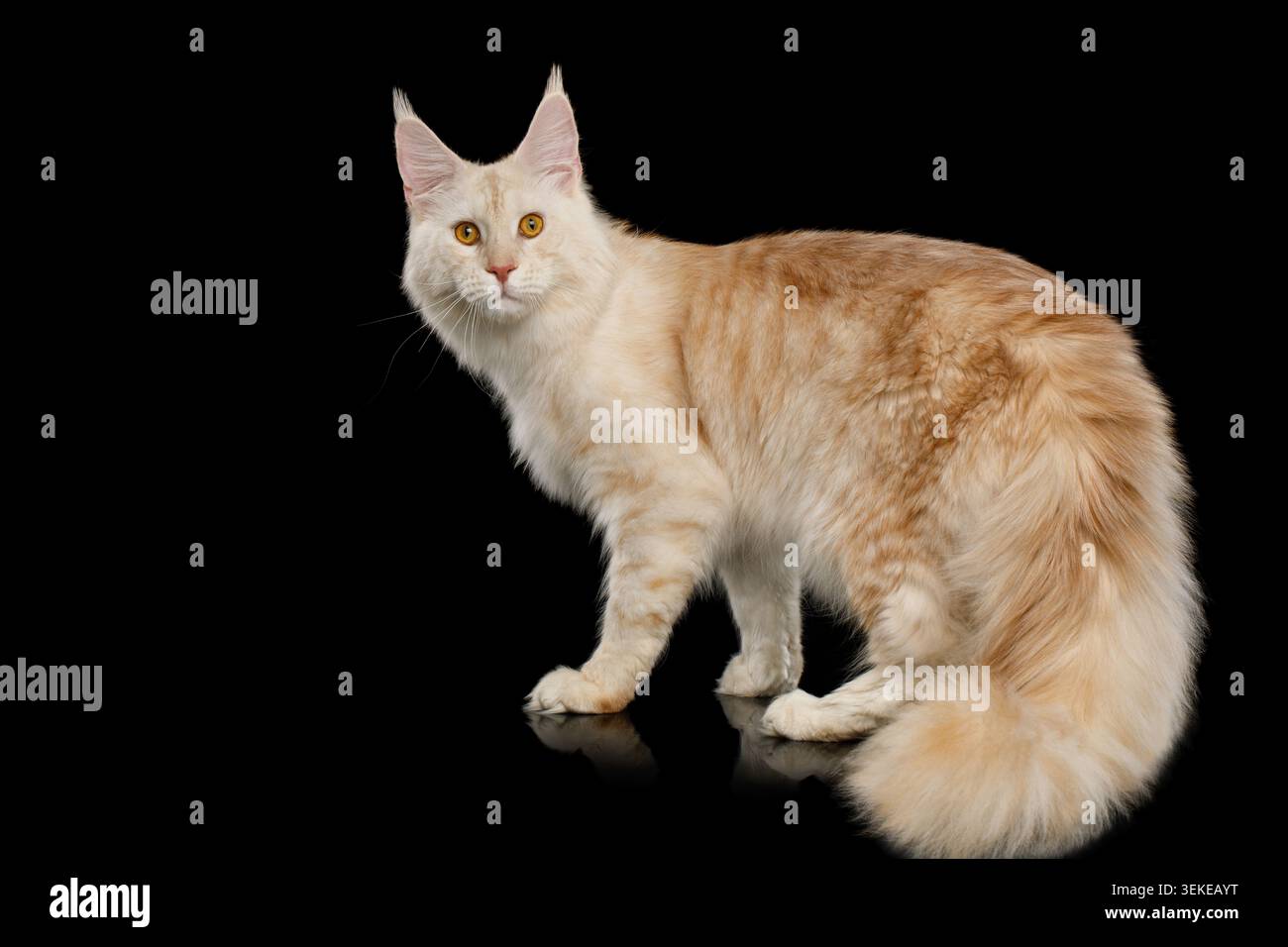 Gorgeous Red Maine Coon Cat Crouching Isolated on Black Background ...
