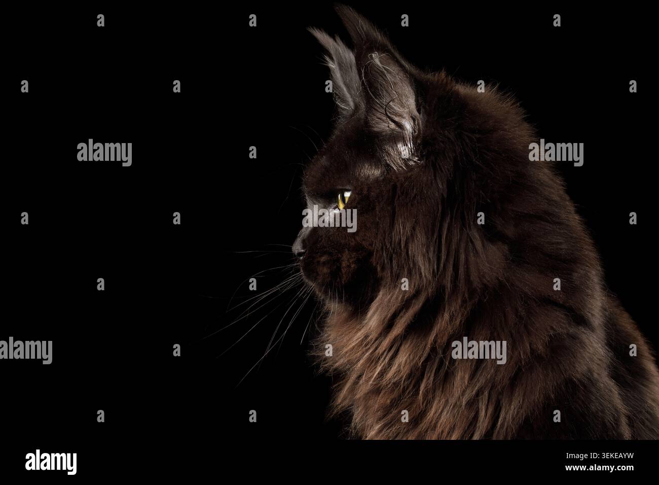 Portrait of Huge Black Maine Coon Cat in profile view on Isolated Black ...
