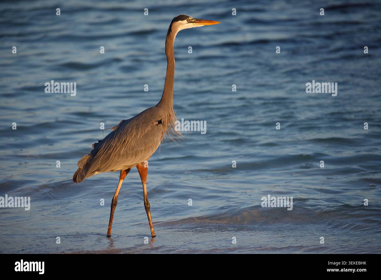 Great blue heron wading along the coast of Little Cayman Island while ...