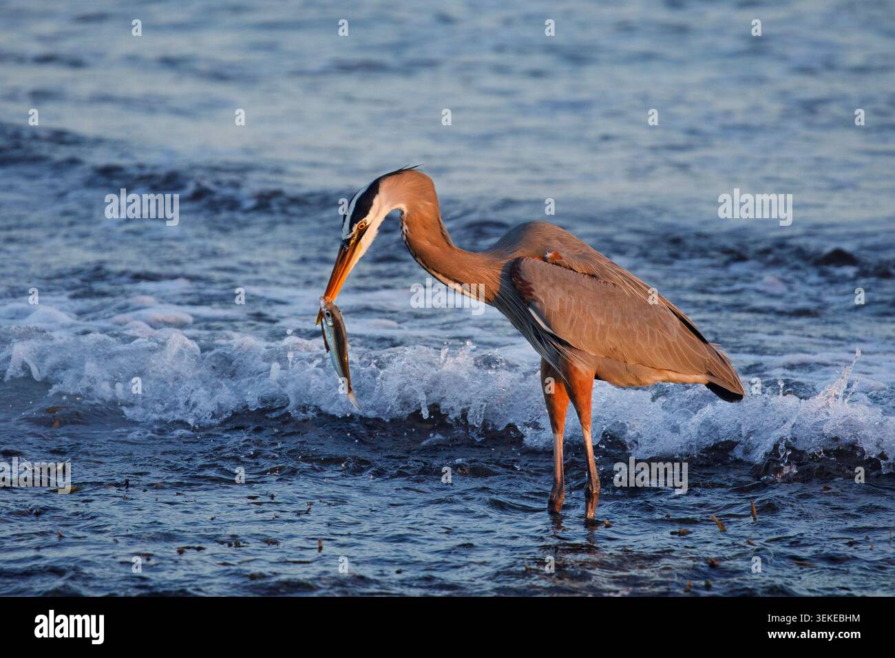 Great blue heron catching a fish in the surf of the Caribbean Sea on ...