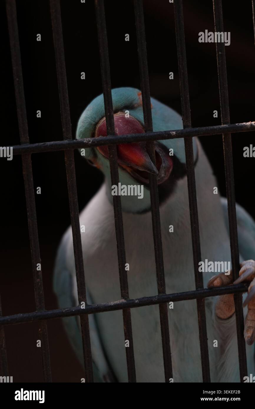 A close-up profile shot of a captive blue mutation ring-necked parakeet ...