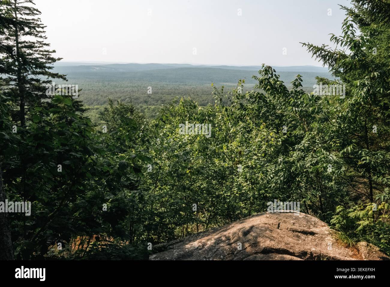 Expansive View from Mountain Peak Capturing Vast Forested Landscape ...