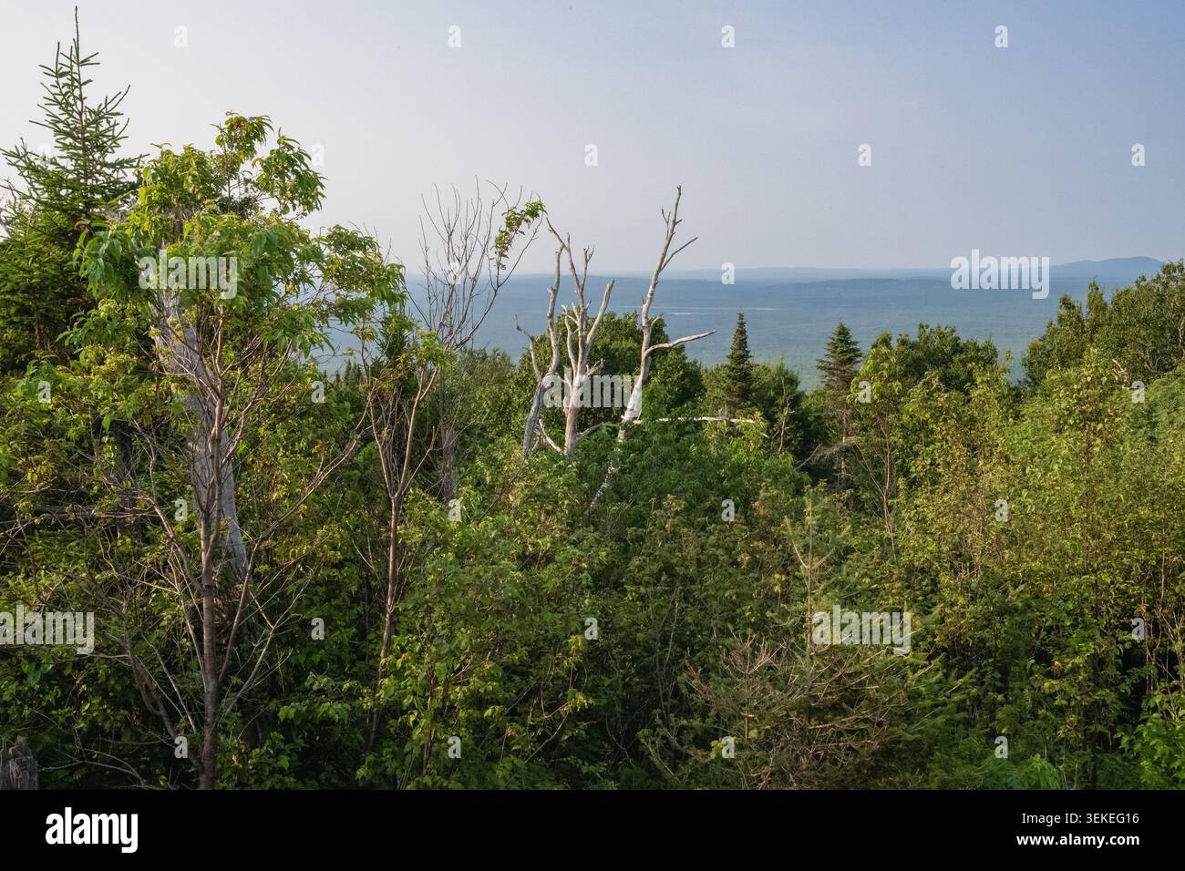 Expansive View from Mountain Peak Capturing Vast Forested Landscape ...