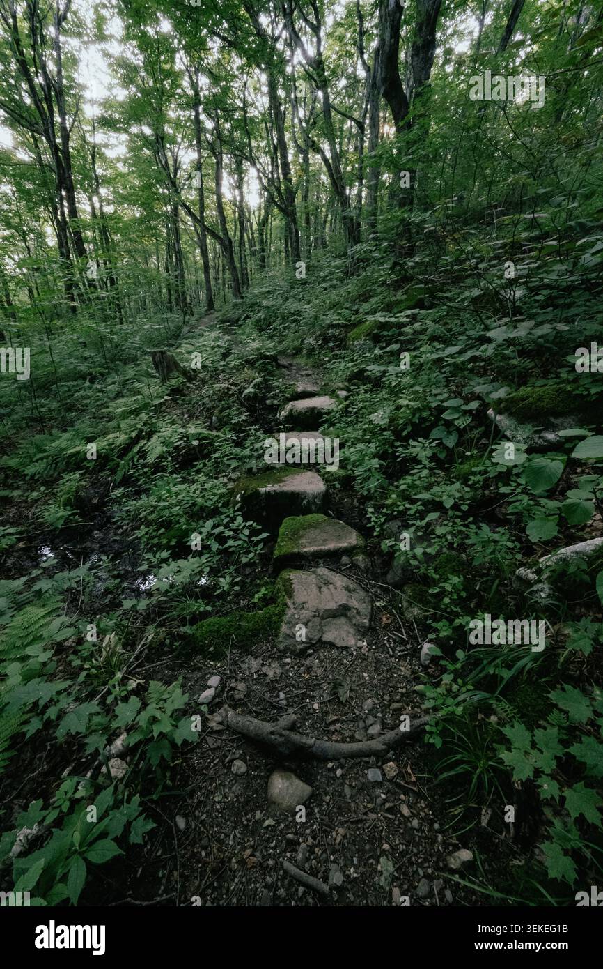 Serene Pathway Through Lush Forest with Tranquil Green Vibes Stock ...