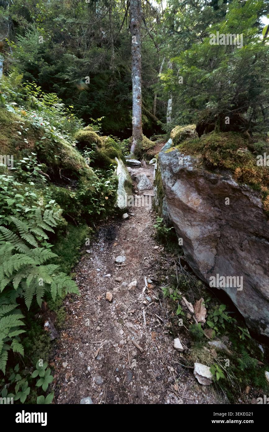 A tranquil hiking path through a dense, verdant forest filled with ...