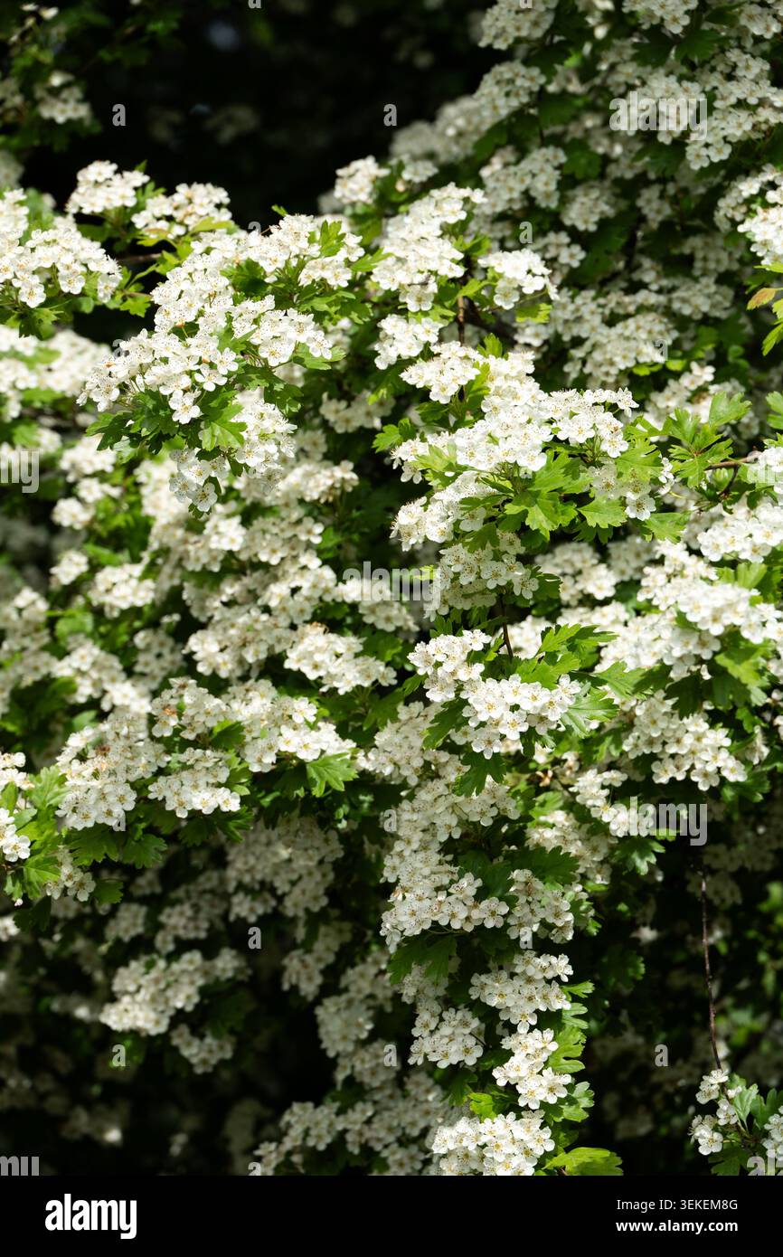 Blooming Hawthorn Flowers in Spring Stock Photo - Alamy
