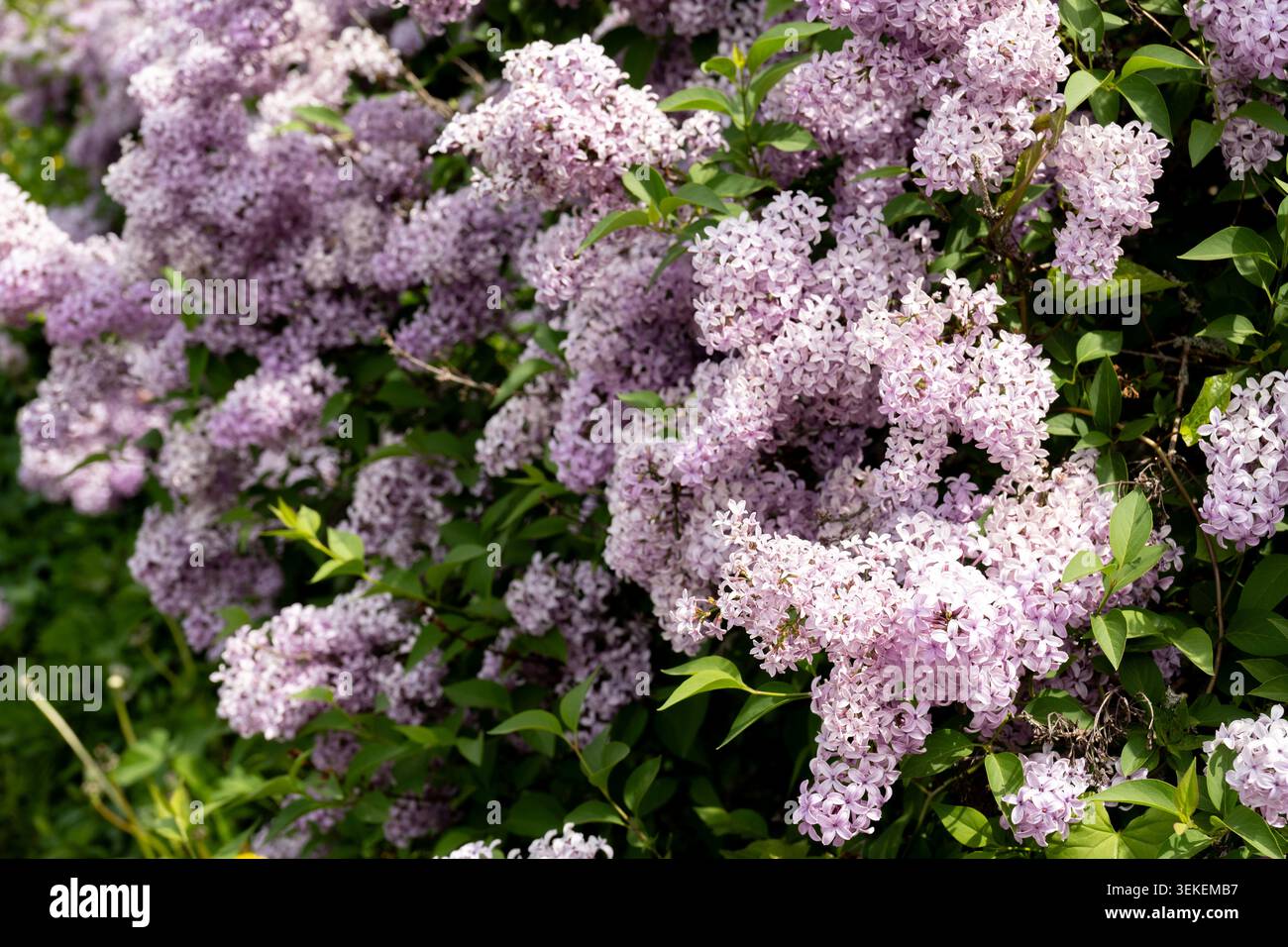 Full Bloom Lilac Flowers in Spring Stock Photo - Alamy