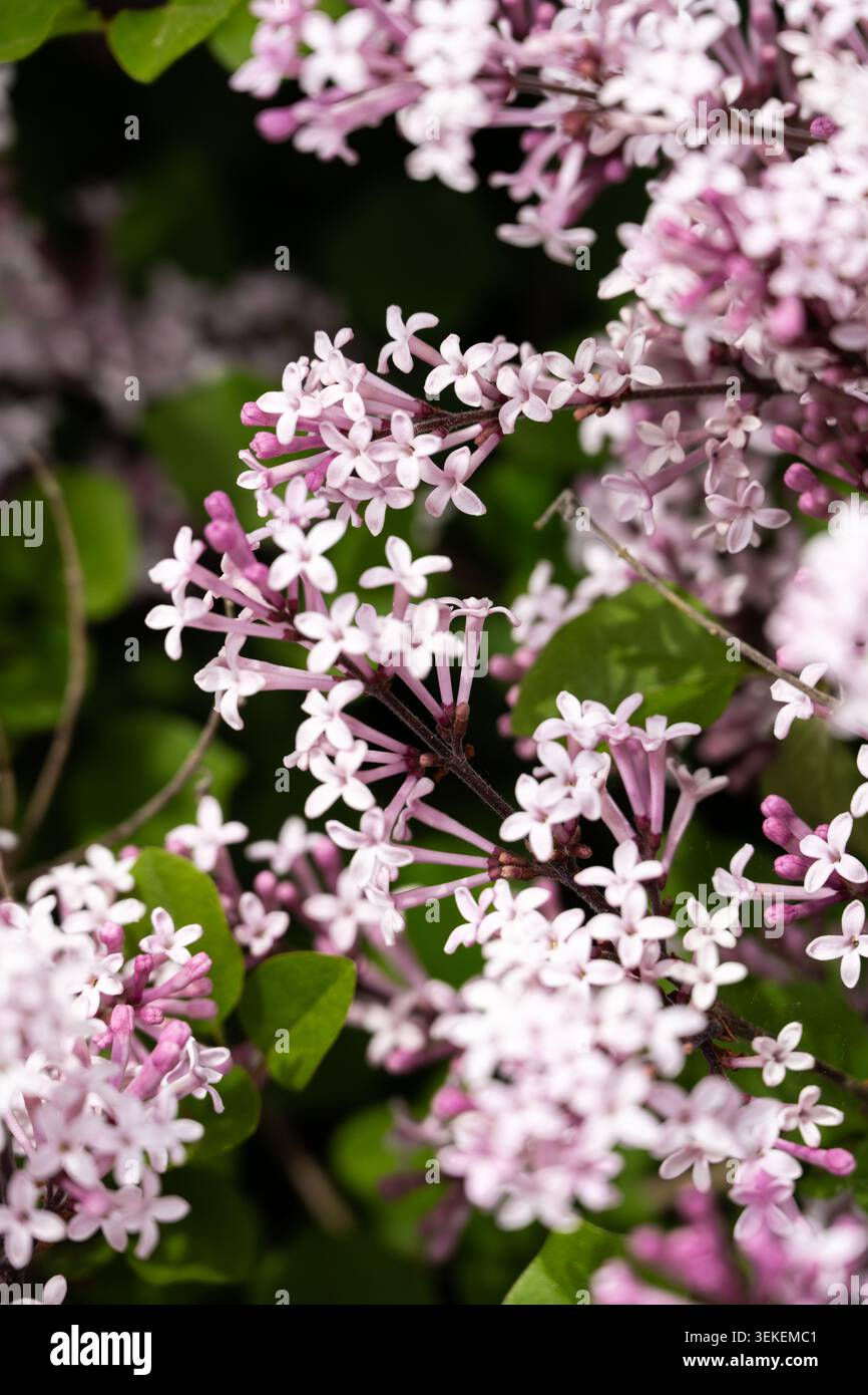 Full Bloom Lilac Flowers in Spring Stock Photo - Alamy
