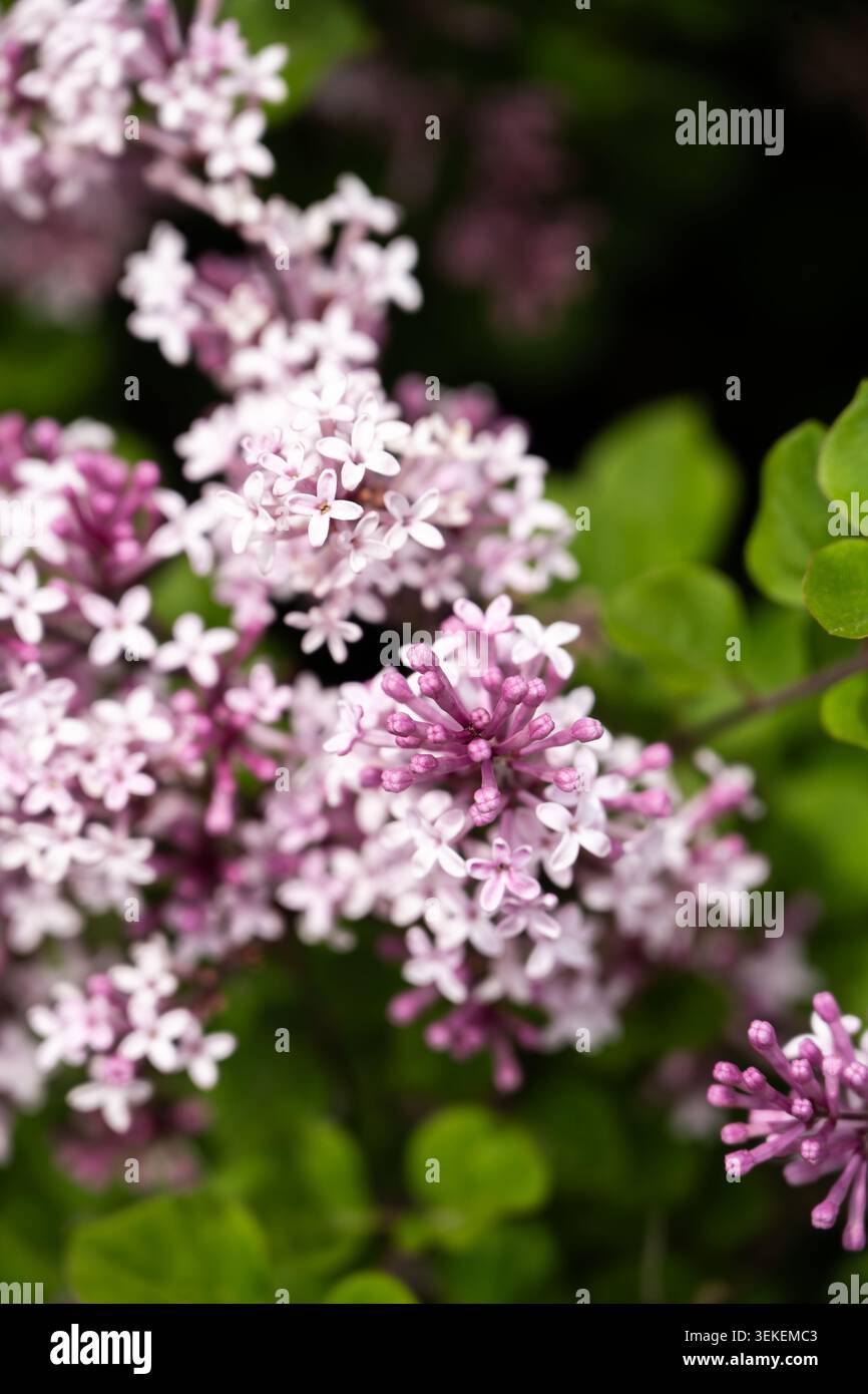 Full Bloom Lilac Flowers in Spring Stock Photo - Alamy