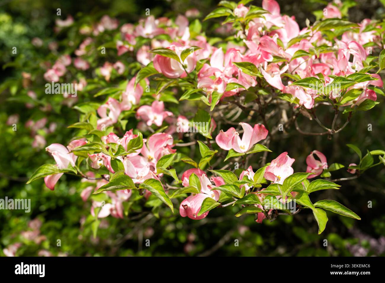 Pink Dogwood Flowers in Full Bloom Stock Photo - Alamy