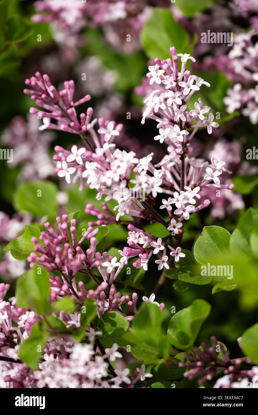 Full Bloom Lilac Flowers in Spring Stock Photo - Alamy