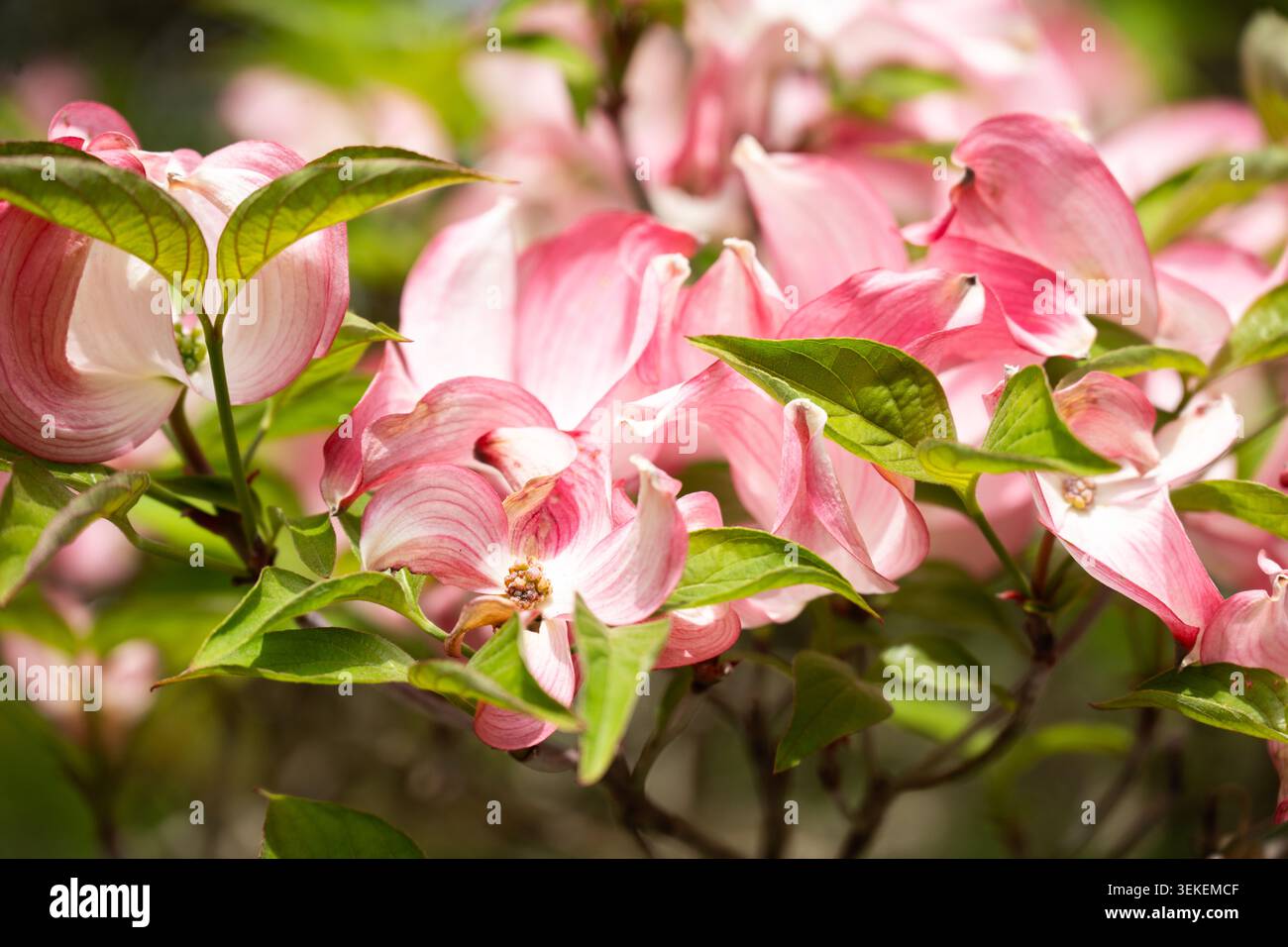 Pink Dogwood Flowers in Full Bloom Stock Photo - Alamy