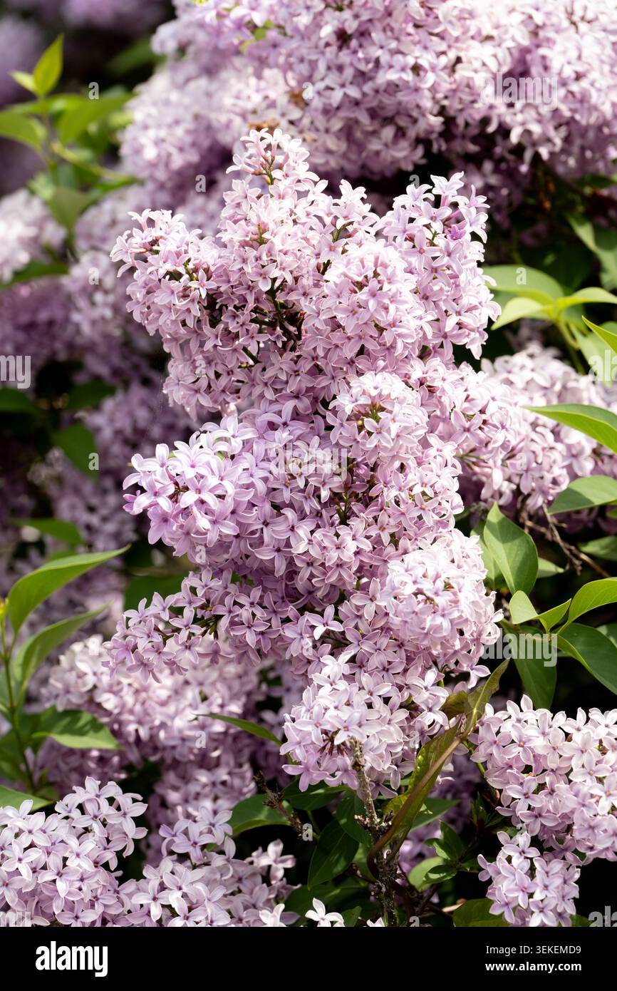 Full Bloom Lilac Flowers in Spring Stock Photo - Alamy