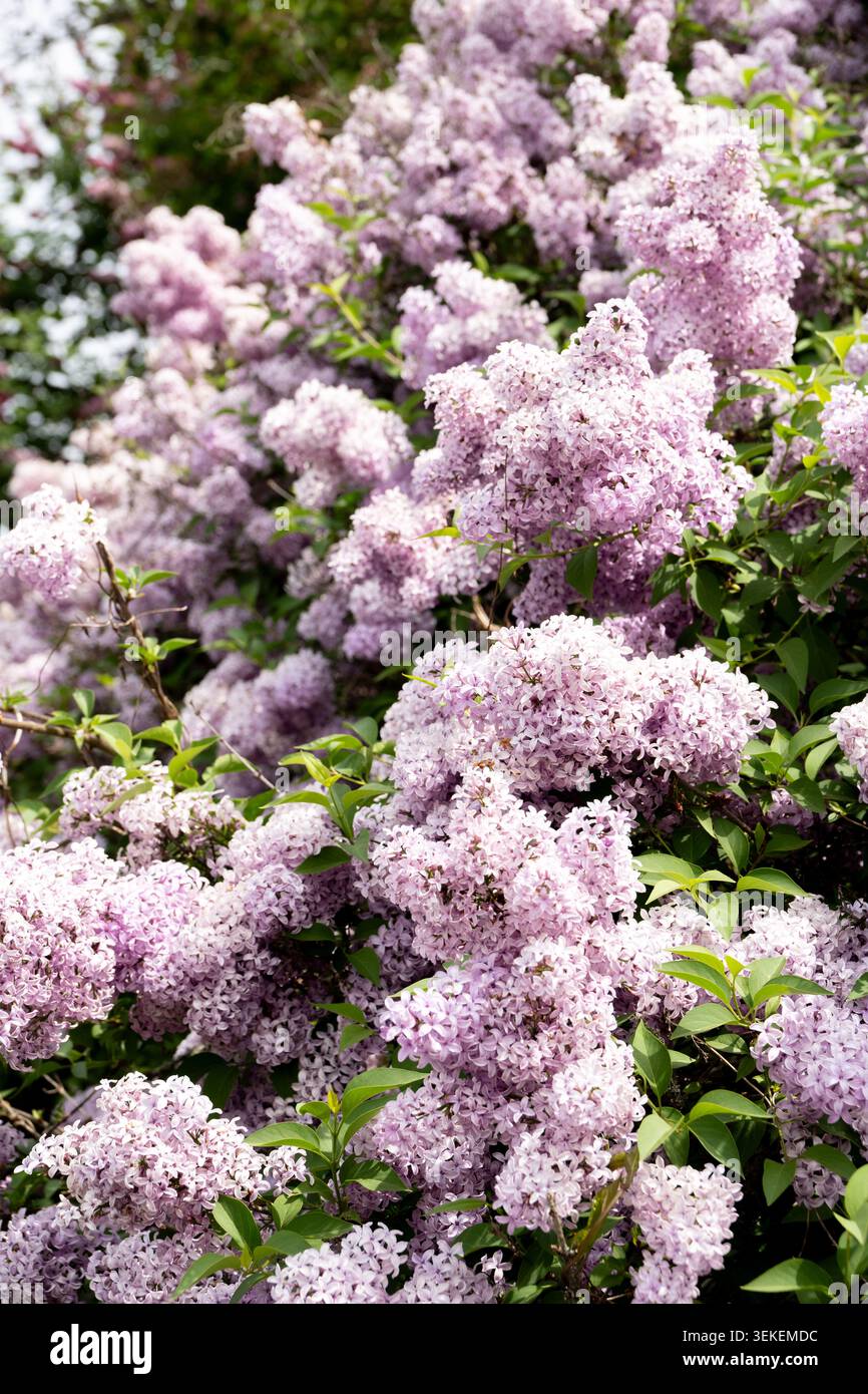 Full Bloom Lilac Flowers in Spring Stock Photo - Alamy