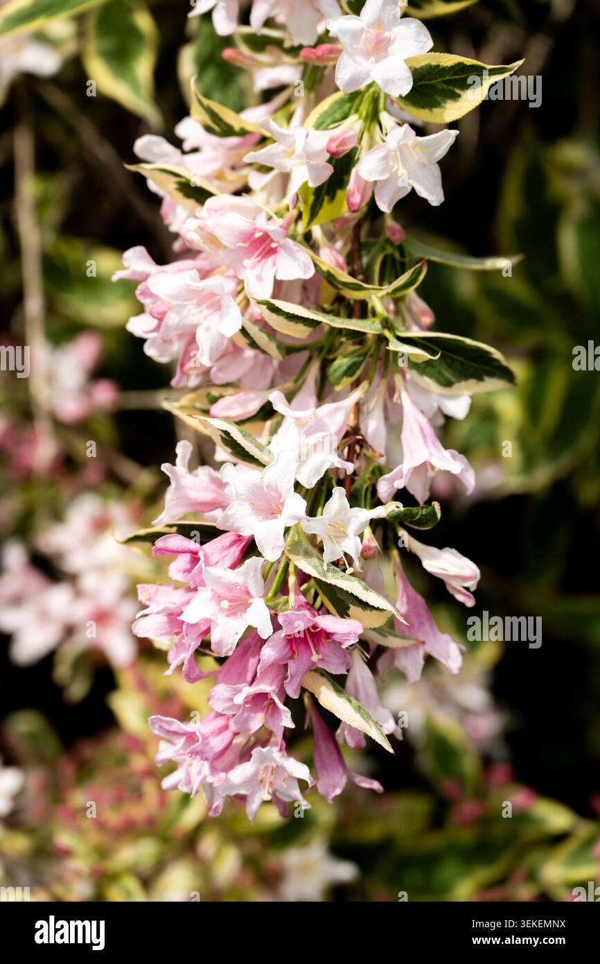 Variegated Flowers in Full Bloom Stock Photo - Alamy