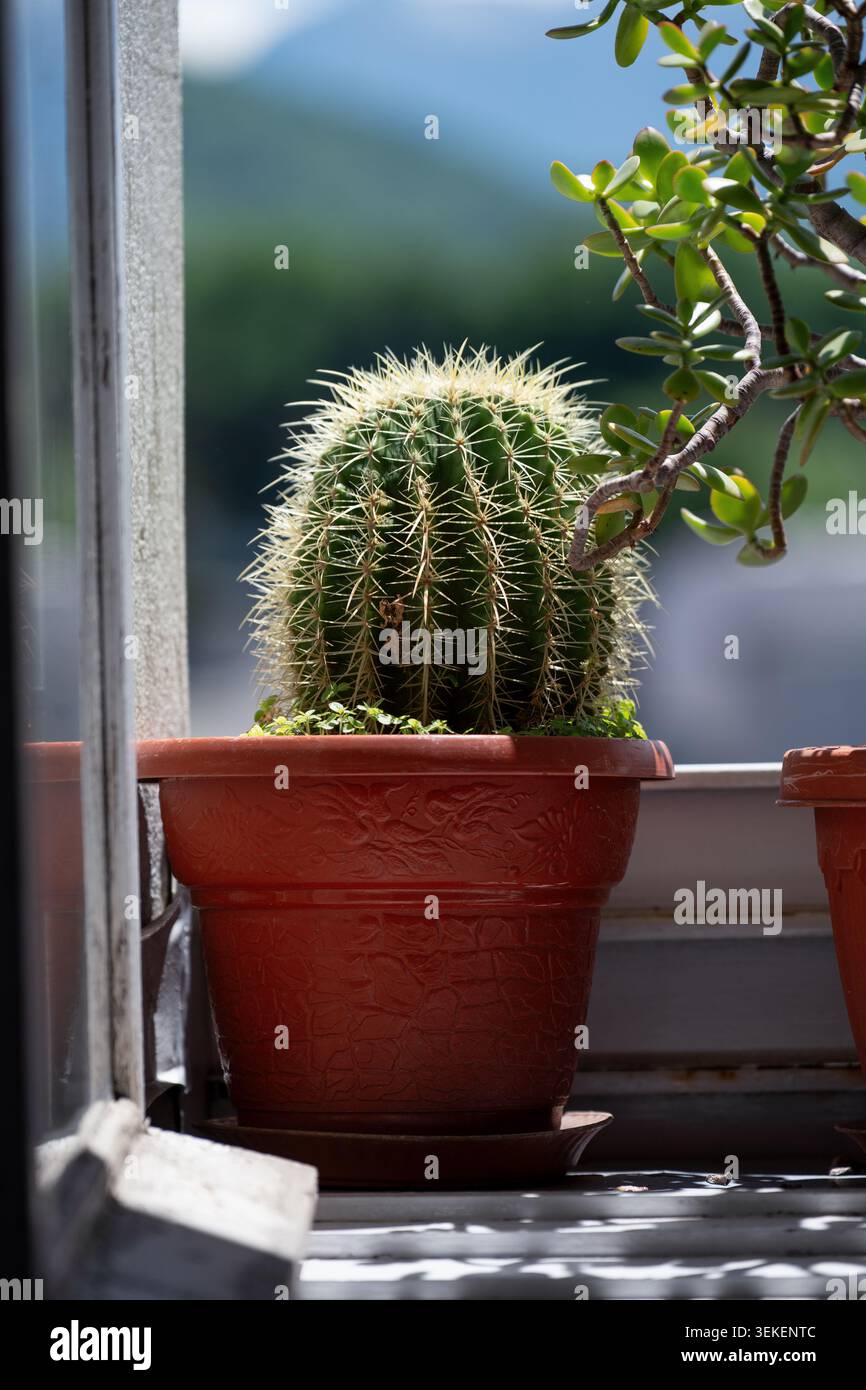 Green spiky echinocactus in a clay pot standing on a sunny window sill ...