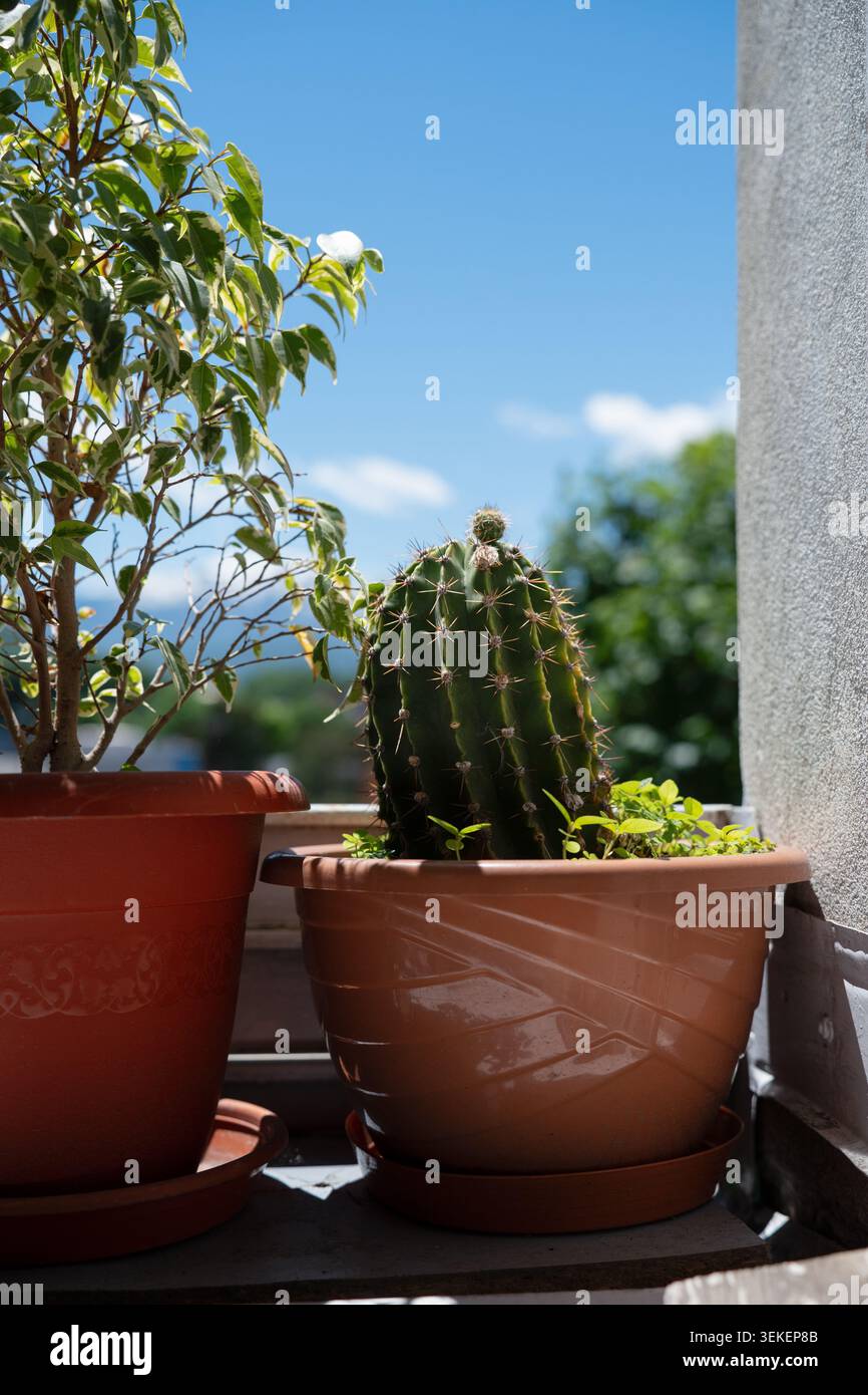 Green domestic cactus and potted plants on a sunny balcony with bright ...