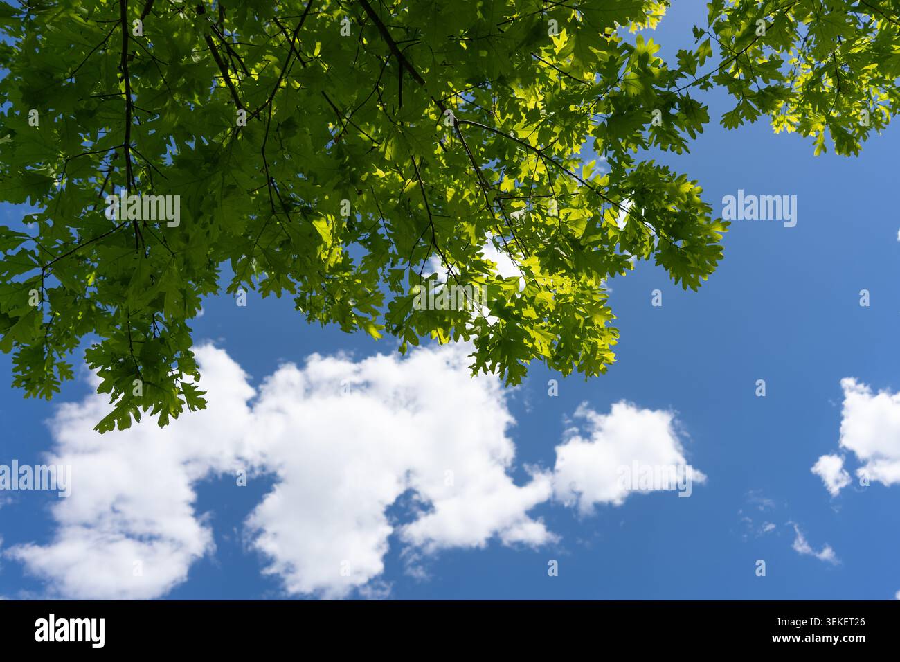 Sunlit green oak tree branches stretch across the top of the image ...