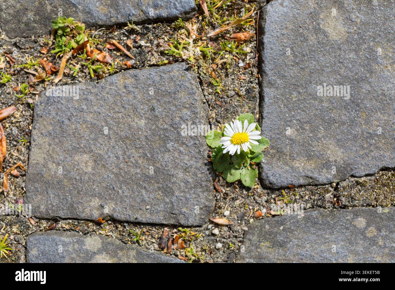 Kleines Gänseblümchen Bellis perennis zwischen Pflastersteinen in Blüte ...