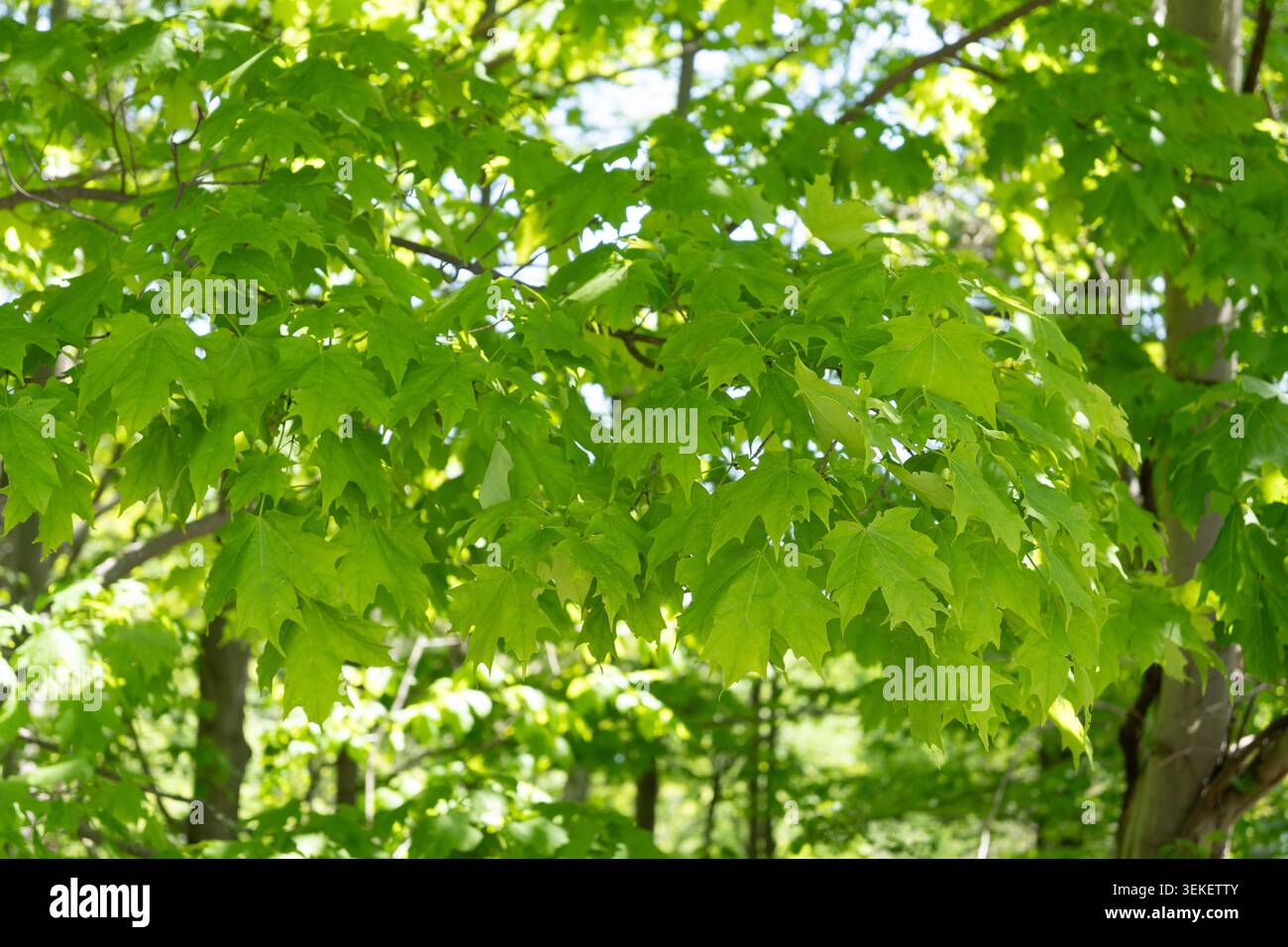 Close Up View of Green Maple Leaves in Sunlight Stock Photo - Alamy