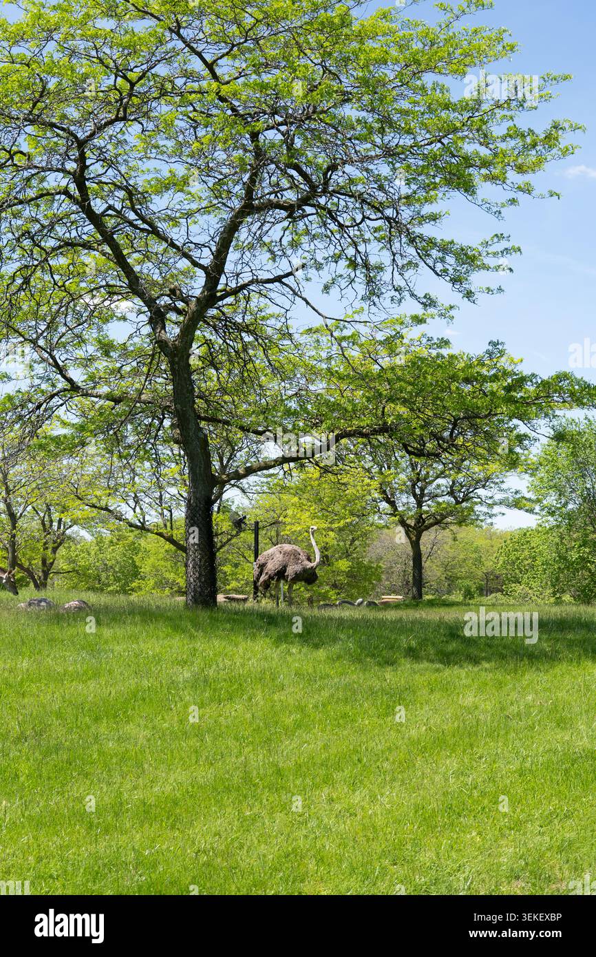 An ostrich stands beneath a large tree in a sunlit grassy meadow ...