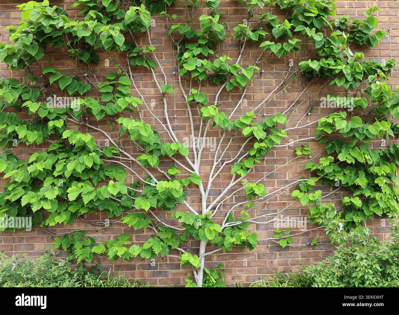 Close up of the espalier fan shaped garden tree Cercis chinensis ...