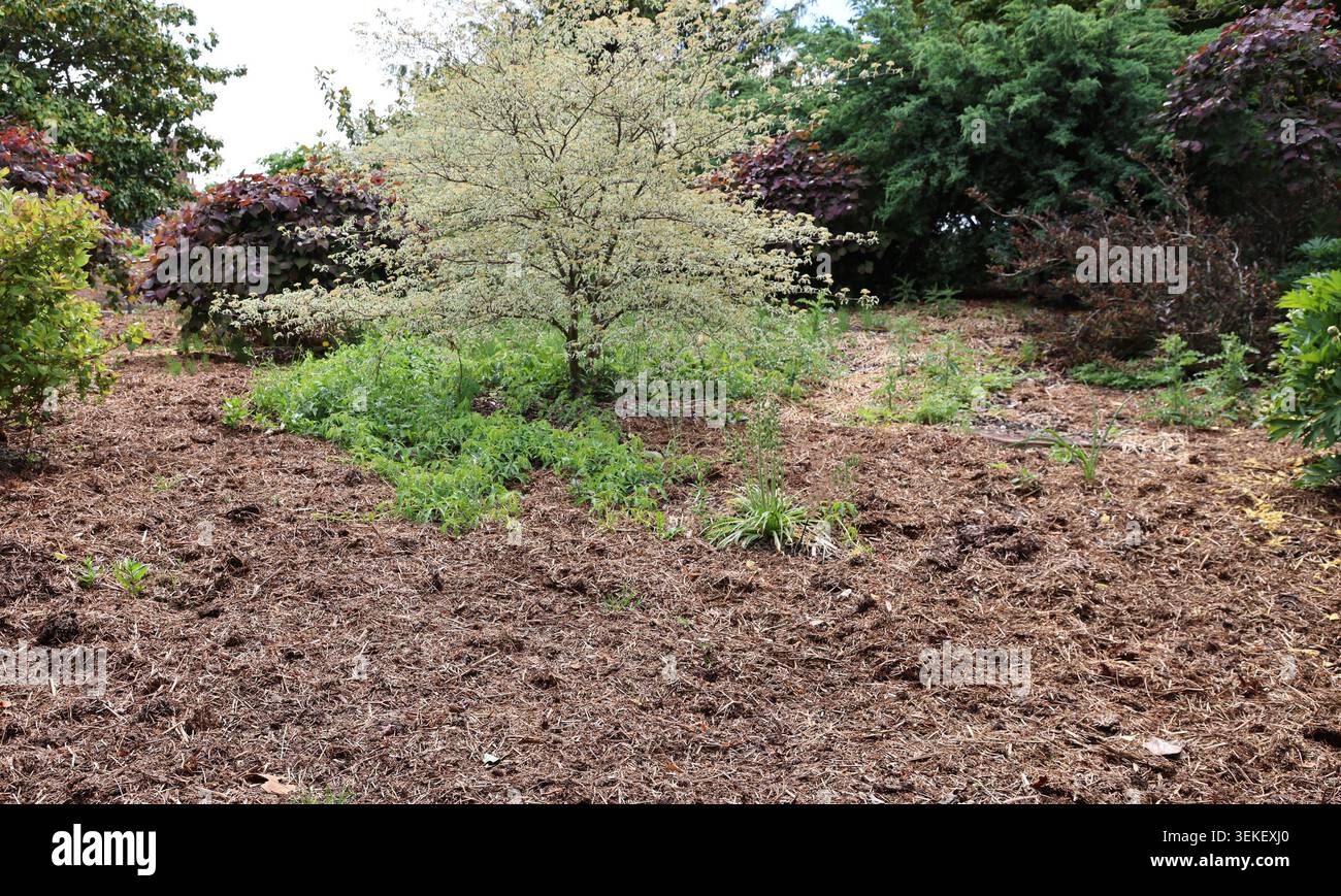 Close up of composted organic garden mulch covering the ground in front ...