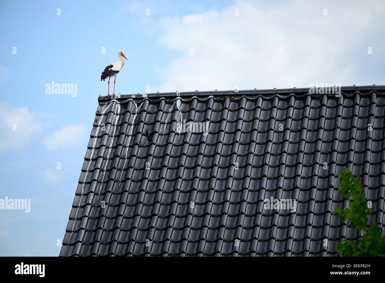 PRODUCTION - 29 May 2026, Hamburg: A stork sits on the roof ridge of a ...