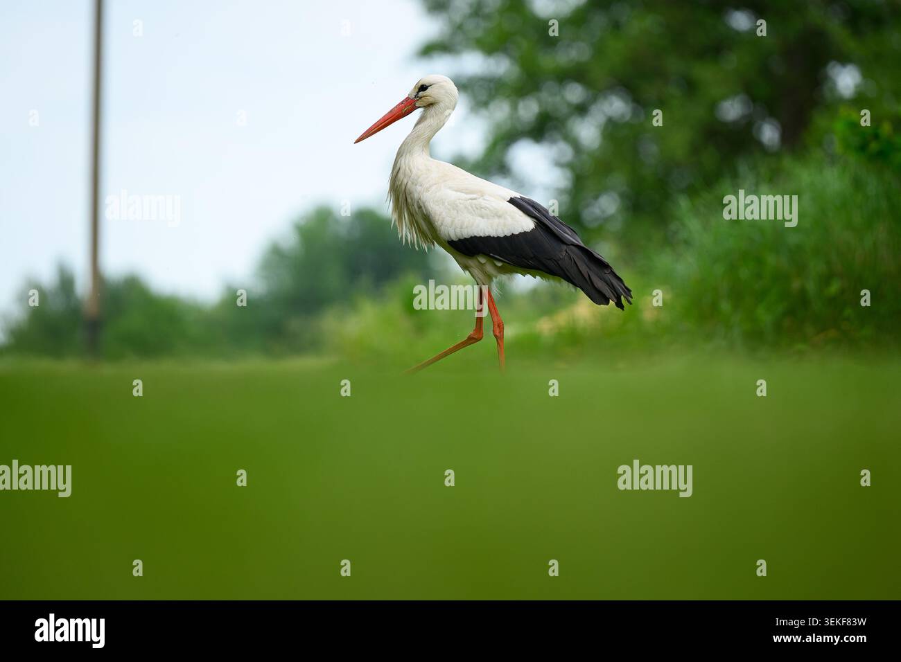 PRODUCTION - 29 May 2026, Hamburg: A stork walks through a garden ...