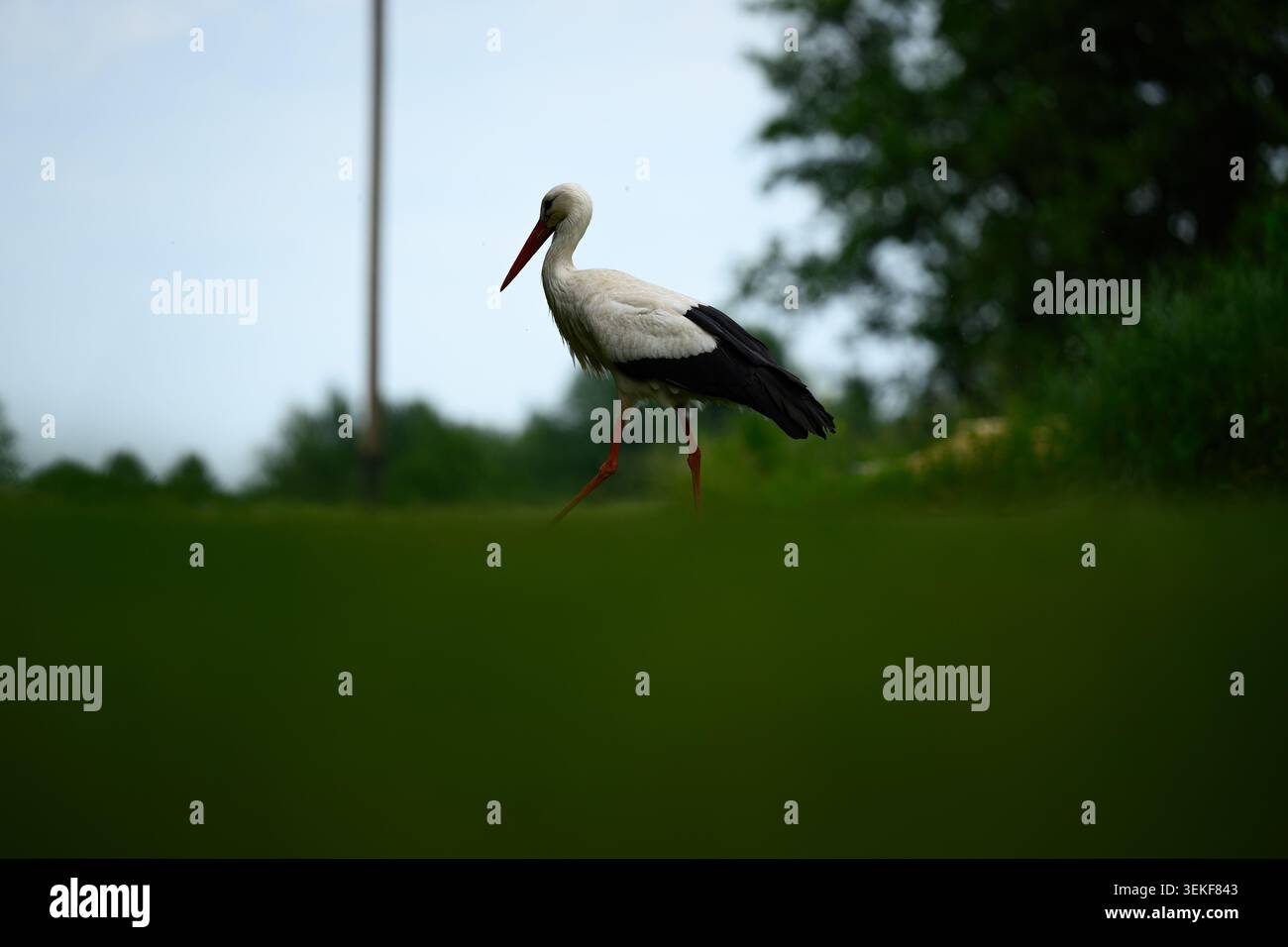 PRODUCTION - 29 May 2026, Hamburg: A stork walks through a garden ...