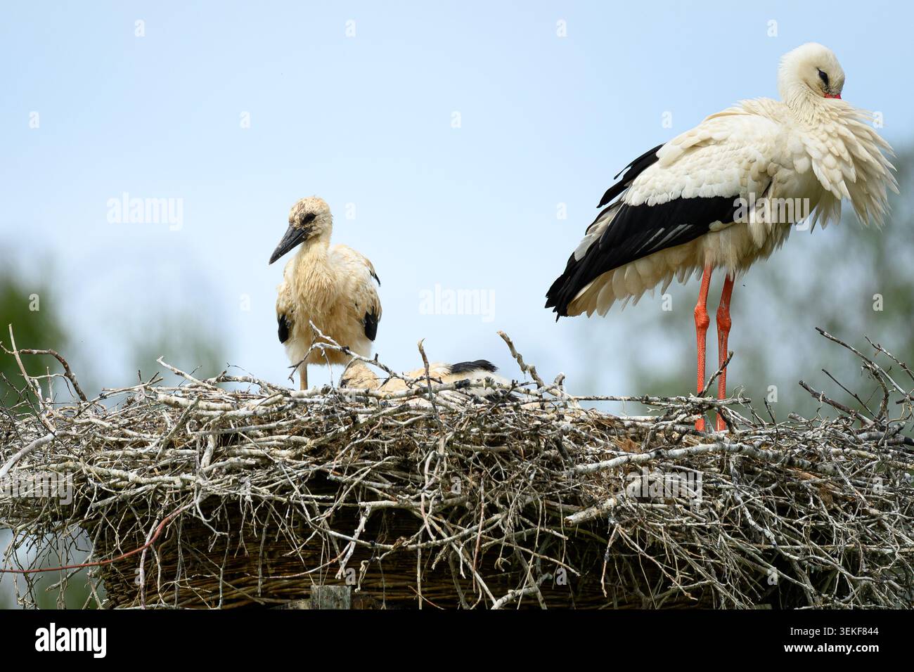 PRODUCTION - 29 May 2026, Hamburg: A stork sits on its nest with stork ...